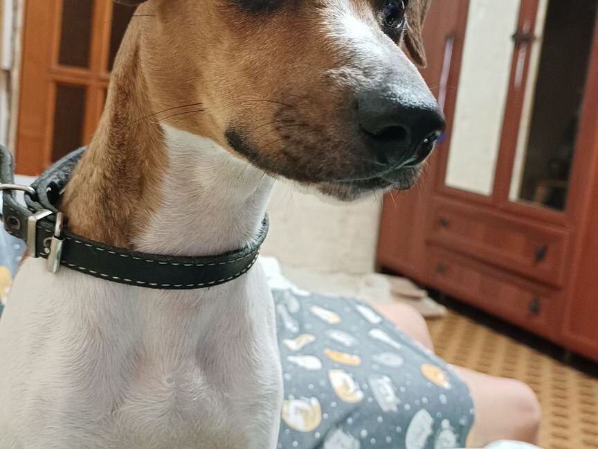 Джек Рассел терьер