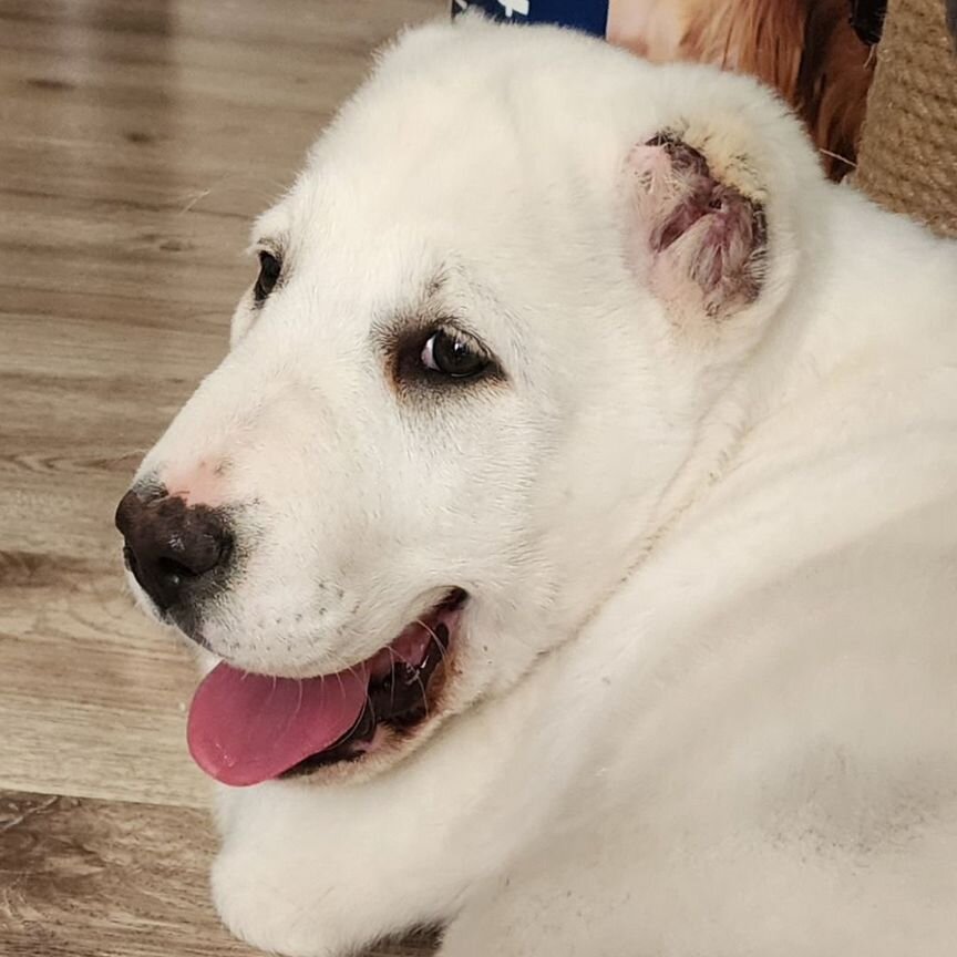 Среднеазиатская овчарка, щенок