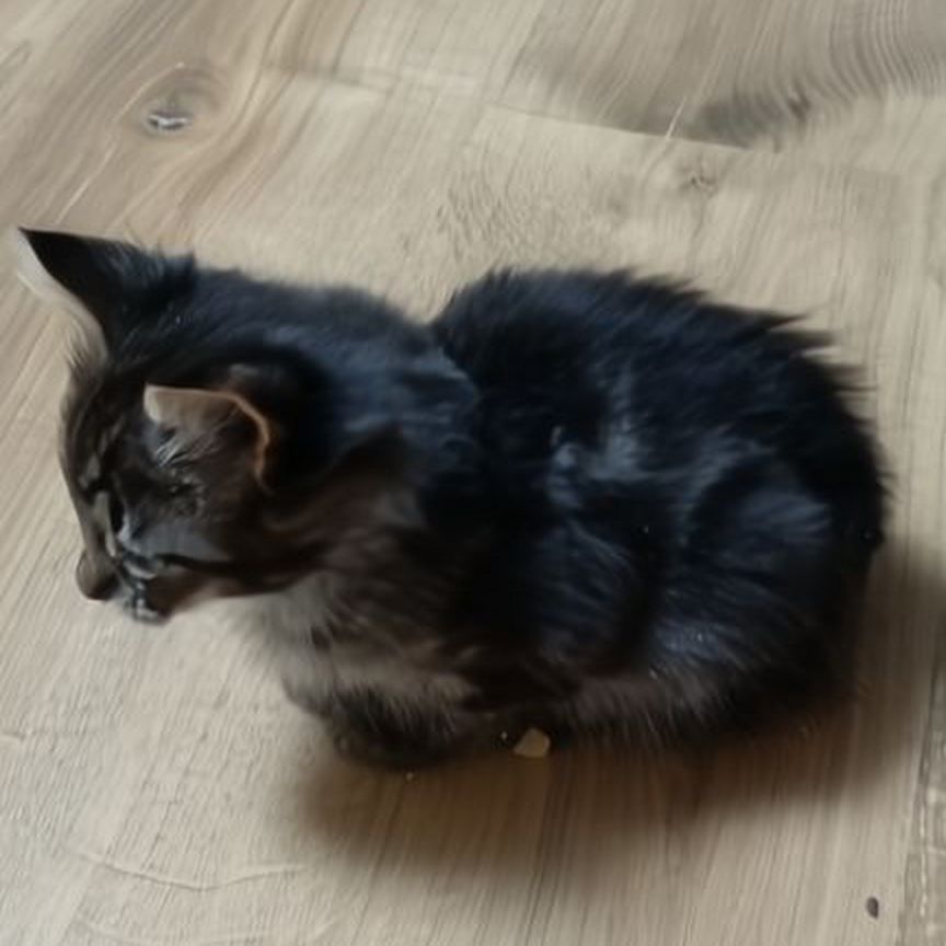 Котёнок в добрые руки