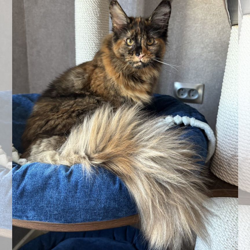 Мейн-кун котёнок