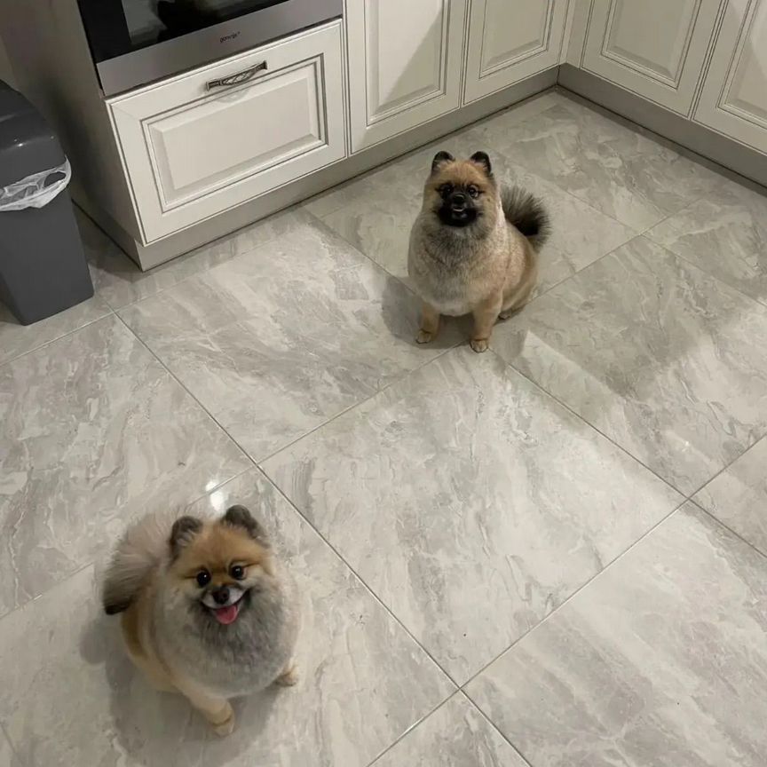 Померанский шпиц, взрослая собака