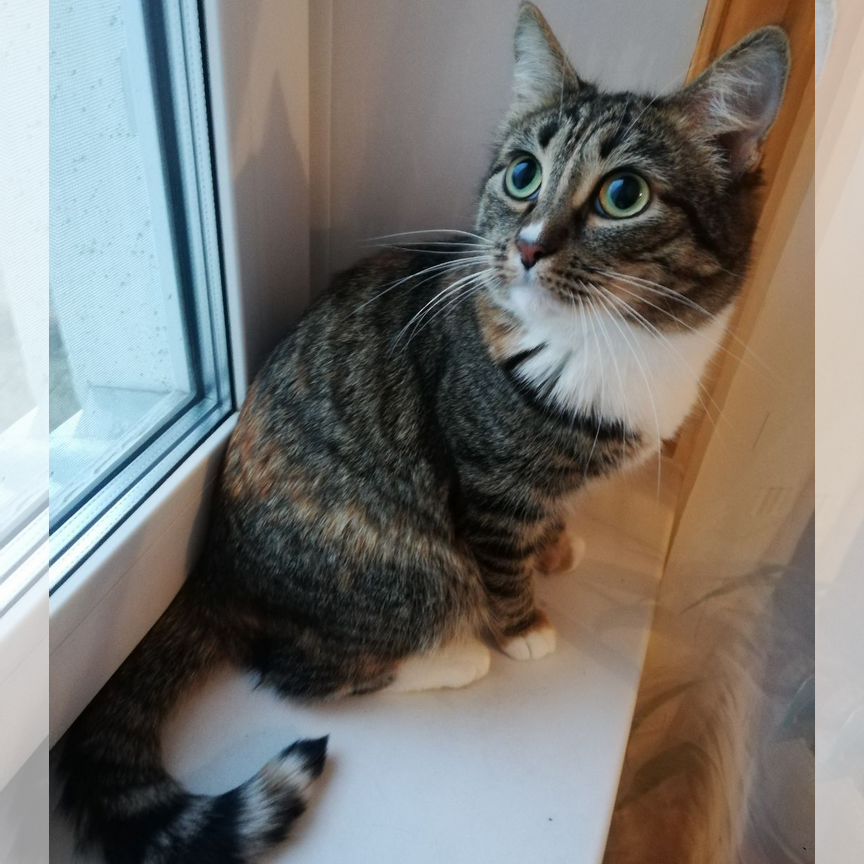 Кошка Мия