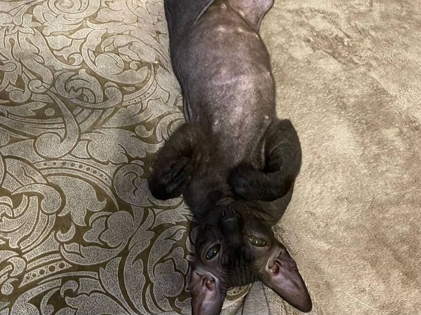 Канадский сфинкс