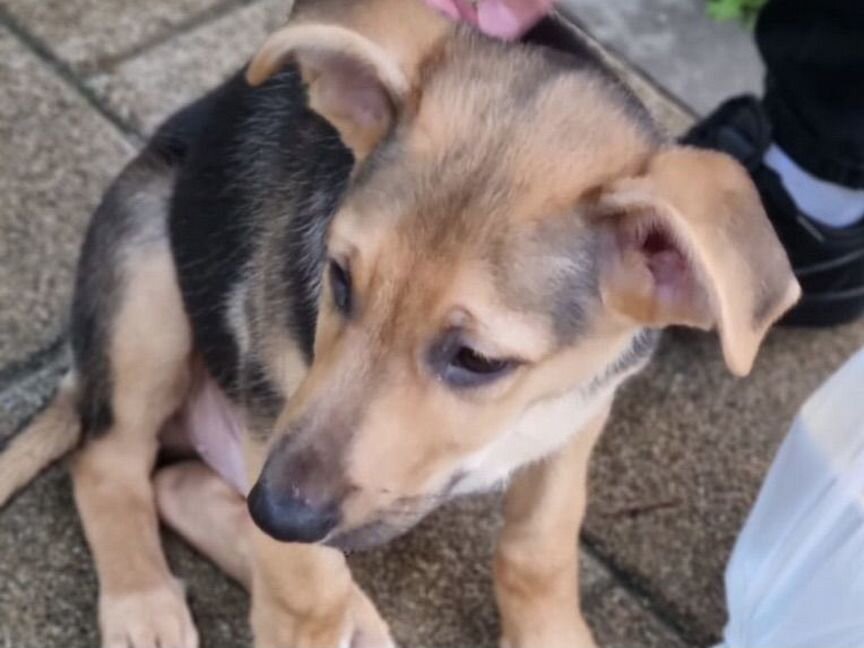 Щенок Тяпа в дар