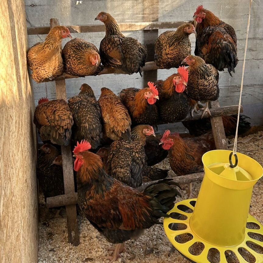 Курочки Кучинские