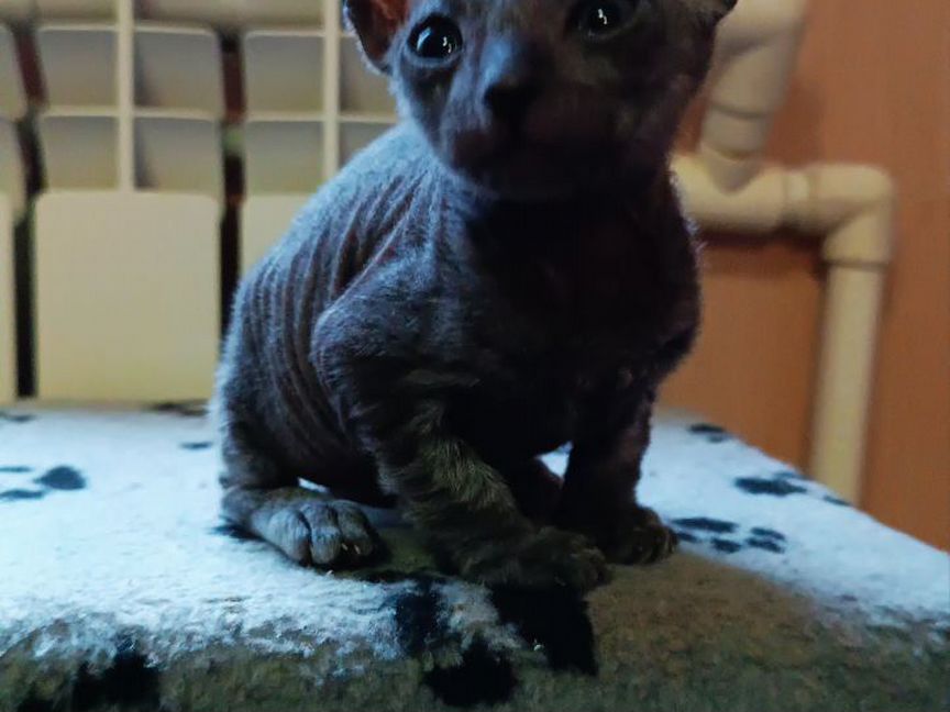 Котенок донского сфинкса мальчик