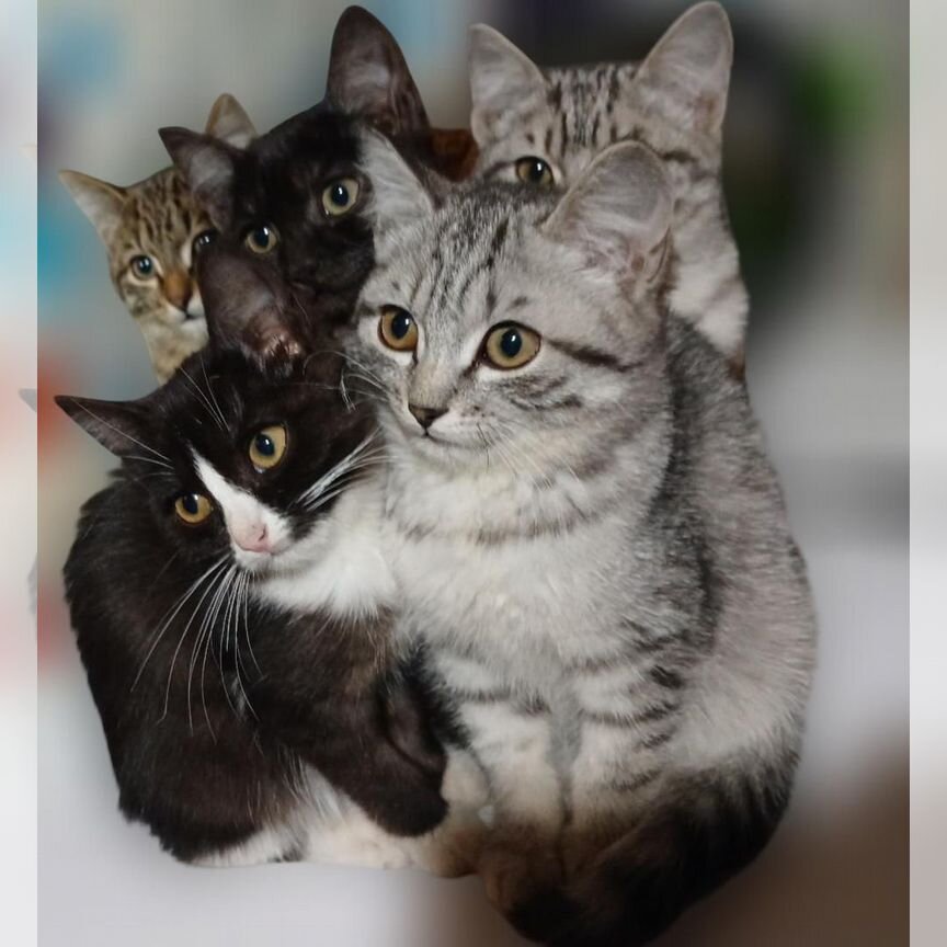 Котёнок в добрые руки