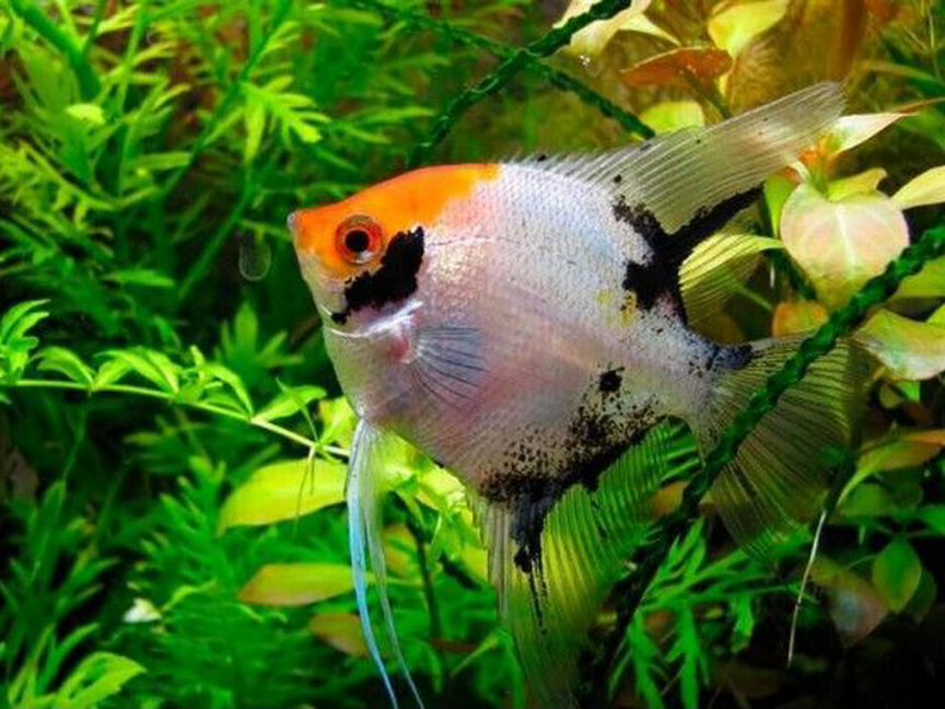Рыбка скалярия кои