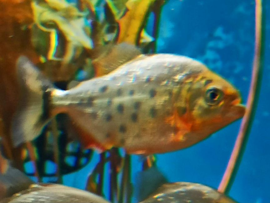 Пиранья настоящая (хищная)