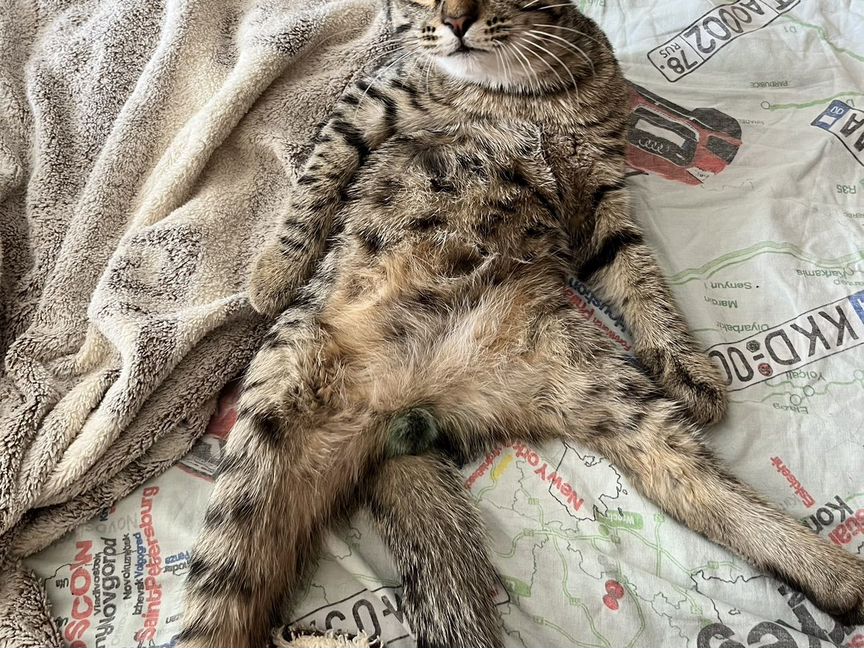 Отдам в добрые руки замечательных котиков
