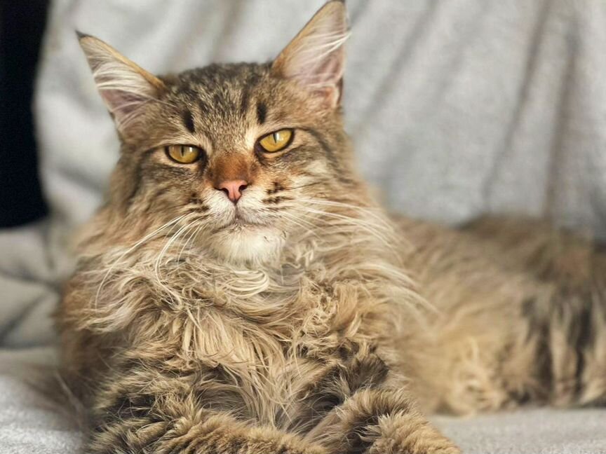 Кошка в дар бесплатно