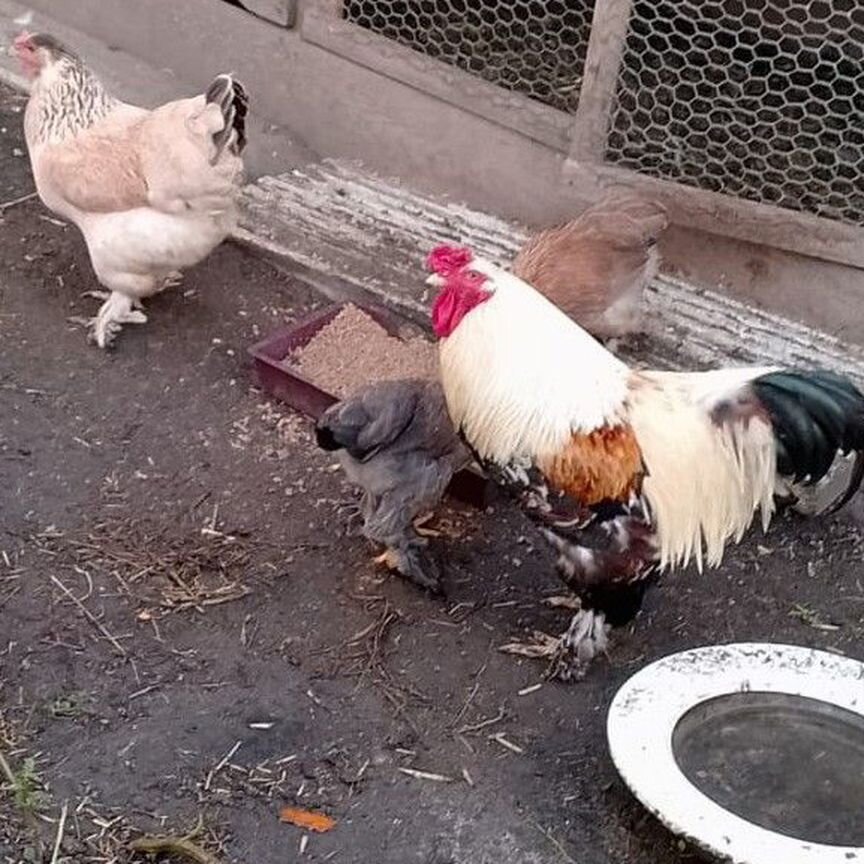 Курица и цыплята брама