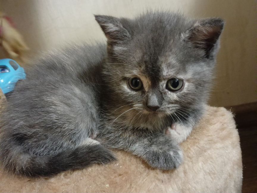 Шотландский котенок