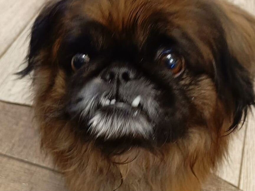 Пекинес в добрые руки