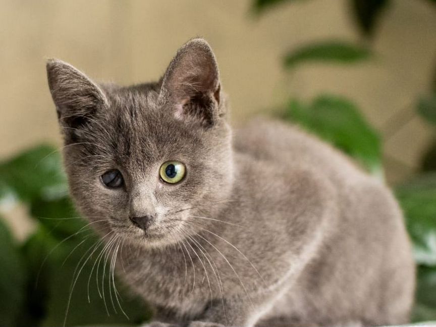 Дымчатый котенок девочка Голубка