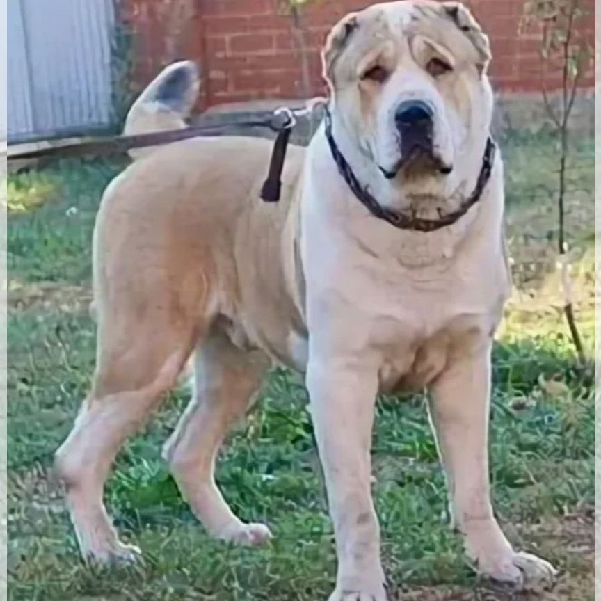 Среднеазиатская овчарка, взрослая собака