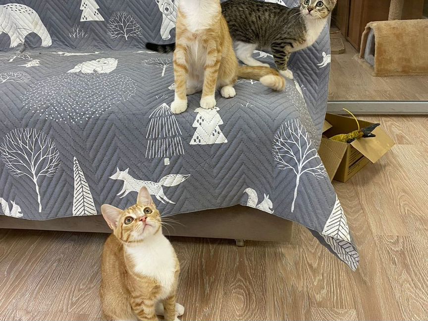 Котята, рыжий и серый, 4 месяца, бесплатно