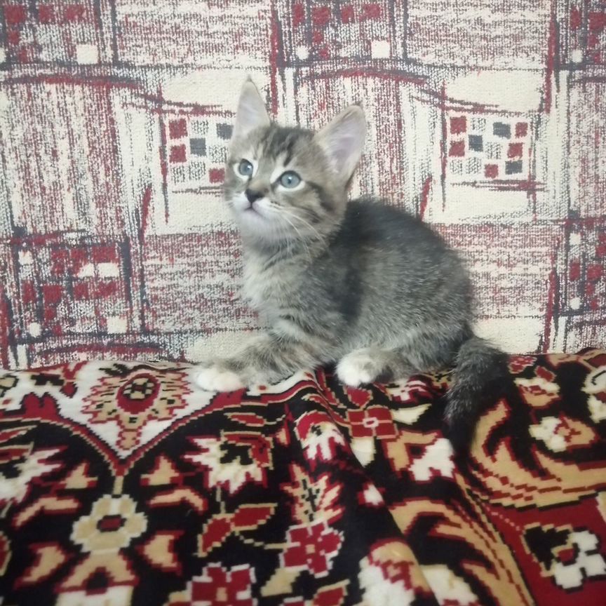 Кошечка