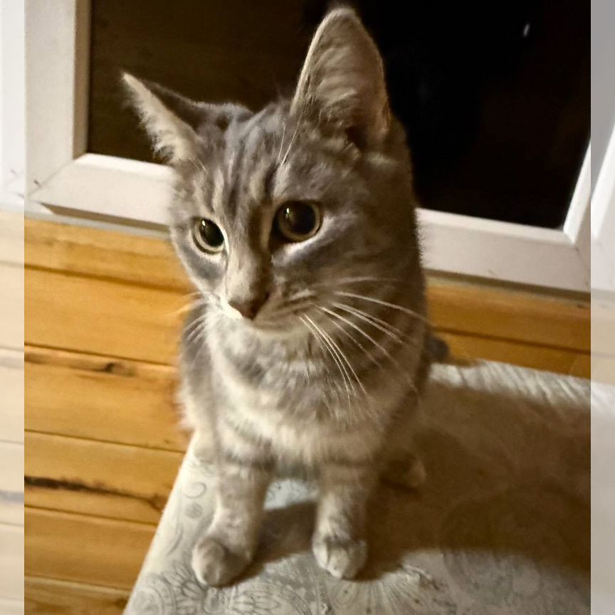 Котёнок в добрые руки