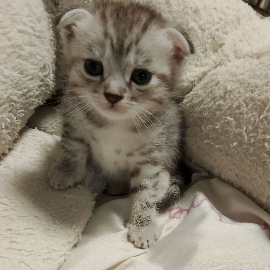 Котята