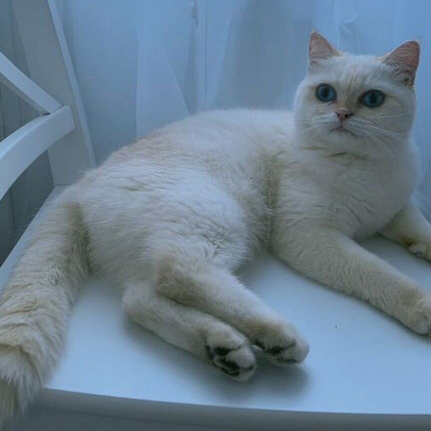 Британская шиншилла