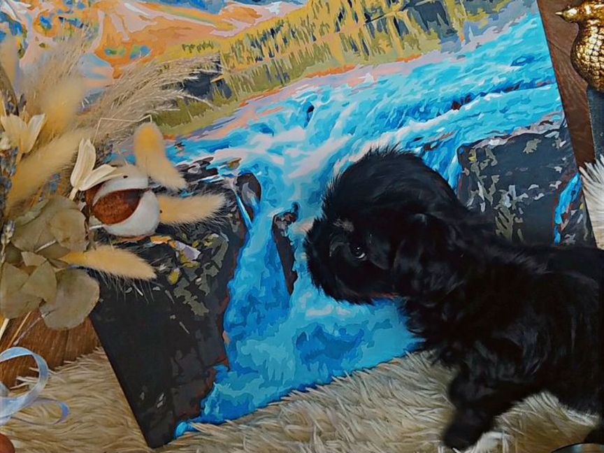 Две девочки Йорк черно-подпалые