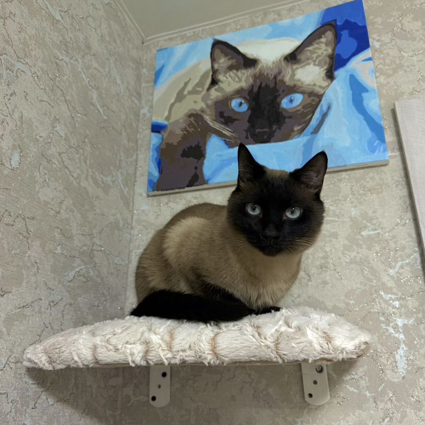 Полочка настенная для кота лежанка