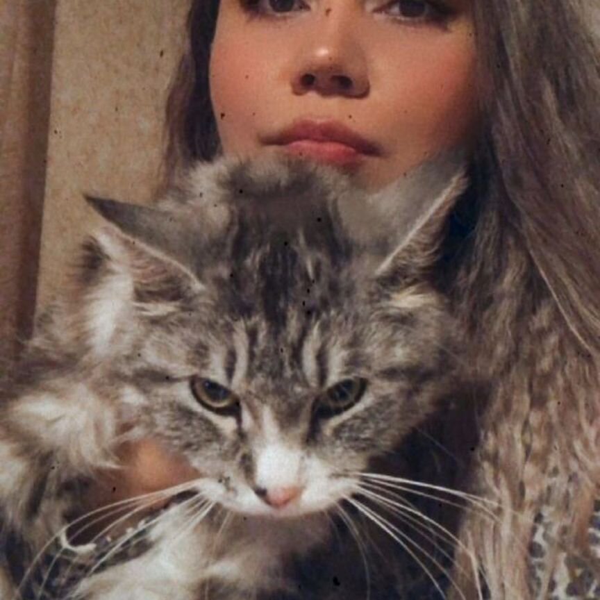 Сибирская кошка