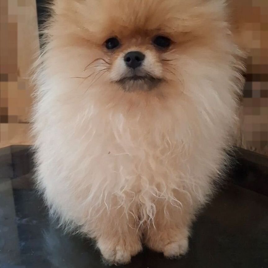 Померанский шпиц медвежьего типа