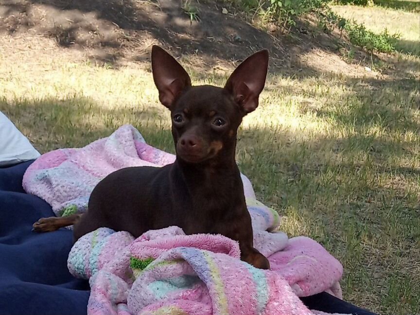 Вязка Той-Терьер