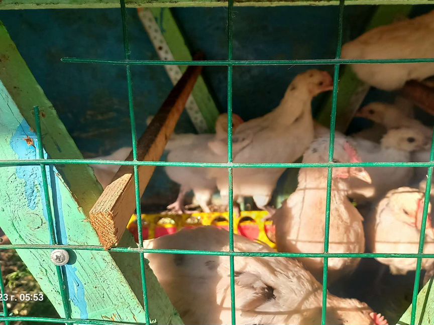 Циплята мясо яичной породы 2х месячные