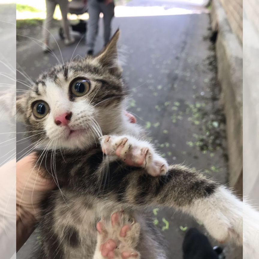 Котёнок в добрые руки