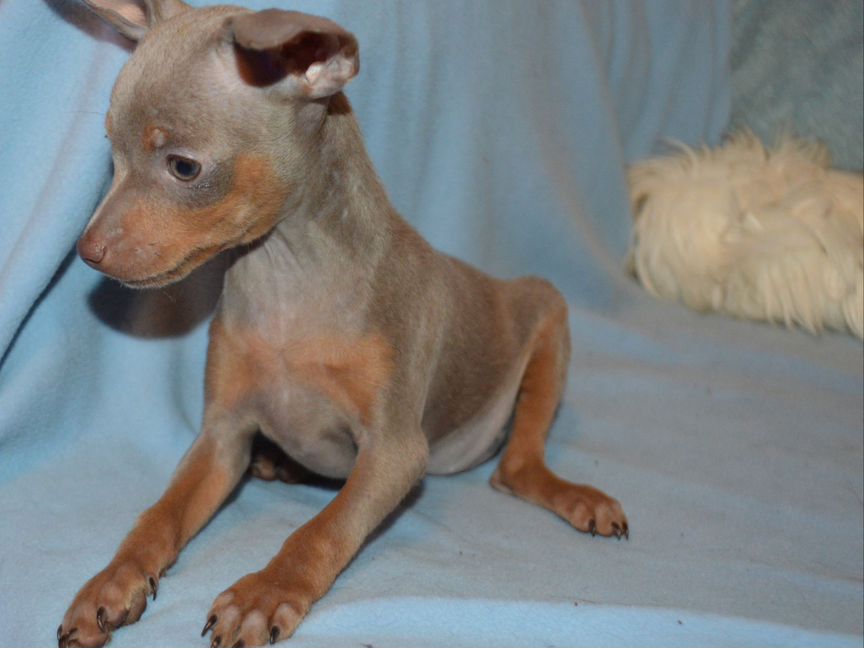 Изящная тоечка