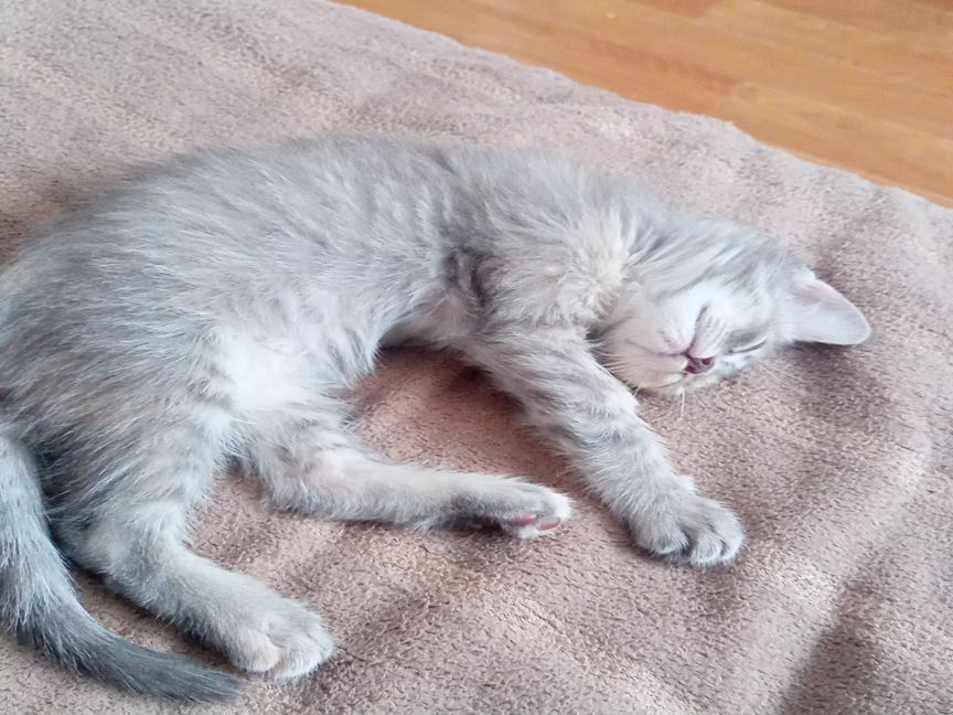 Кошка