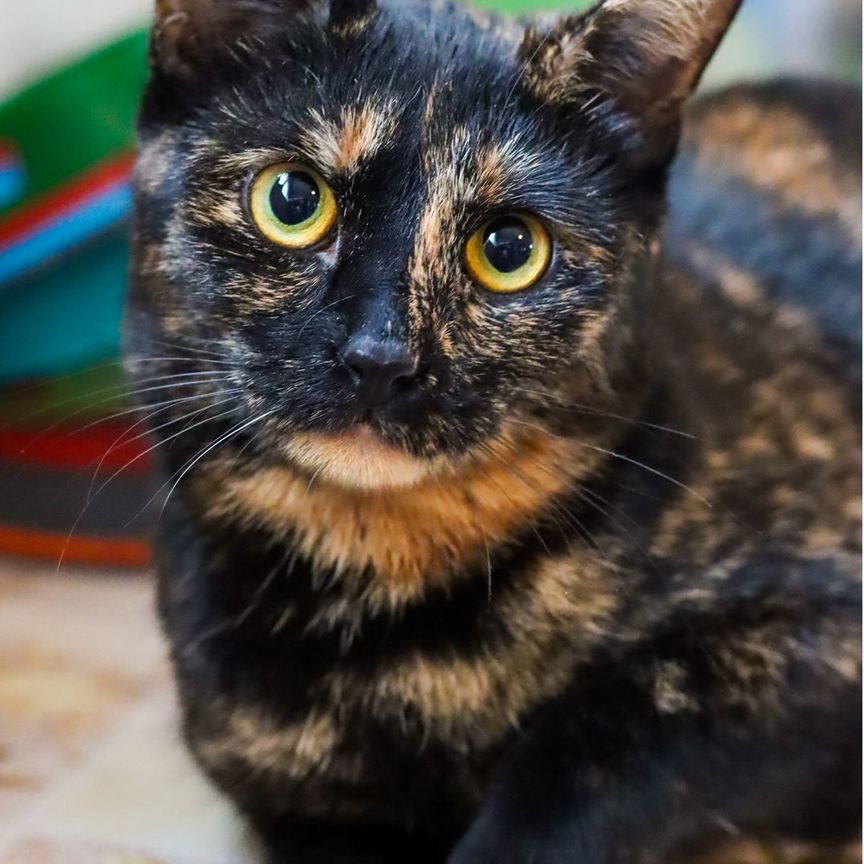 Куколка в добрые руки