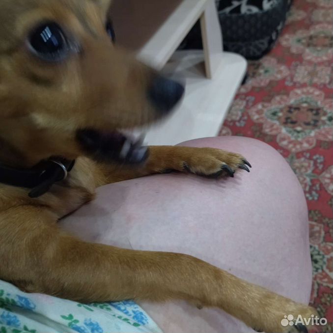 Ищем жениха, девочка 1,8 той терьер