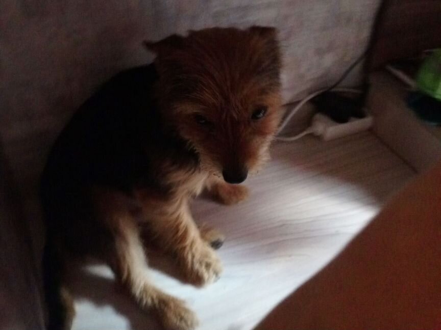 Собака