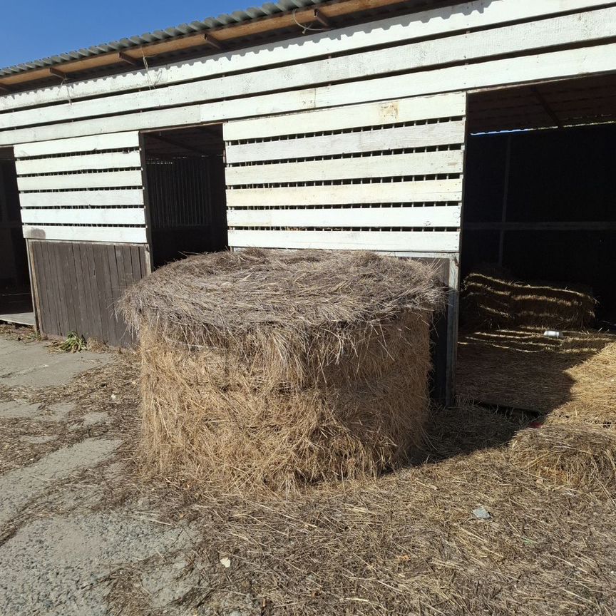 Сено бесплатно самовывоз