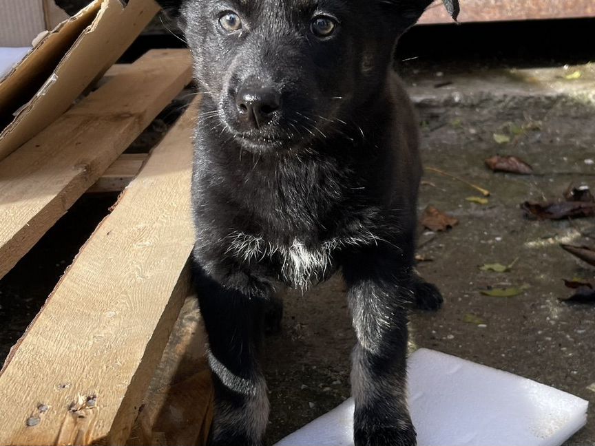 Щенок в добрые руки