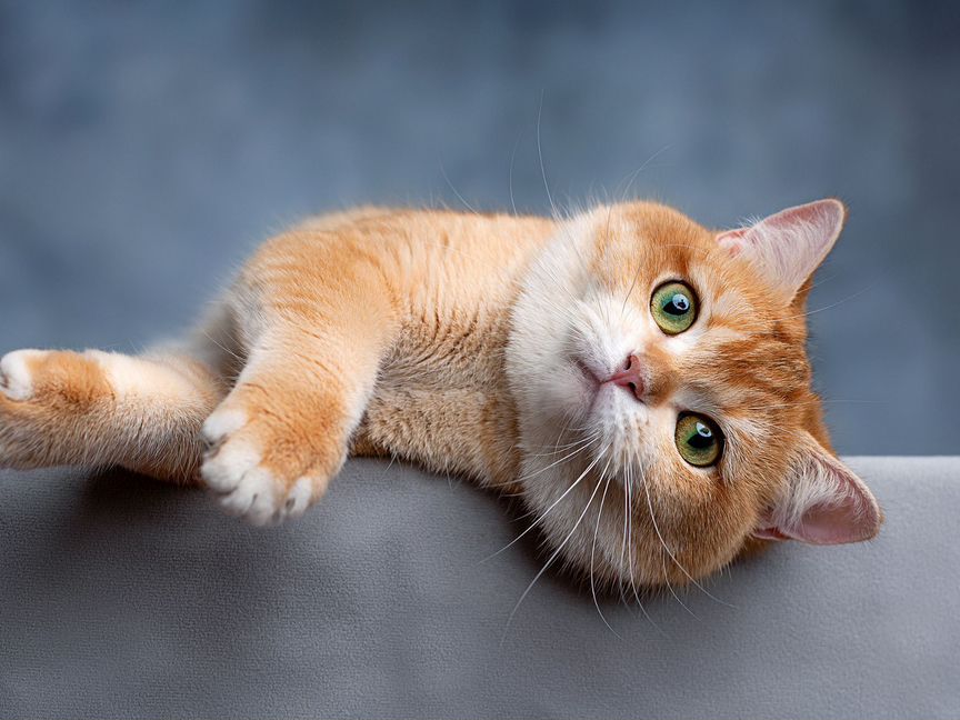 Плюшевая красавица