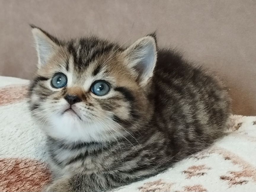 Британские котята