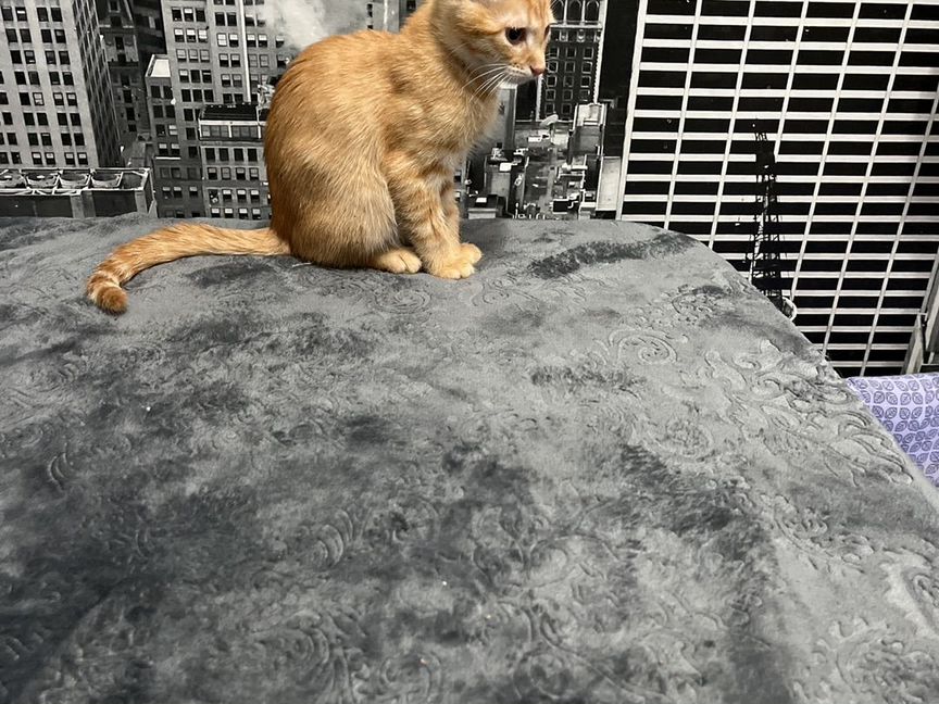 Домашние животные котята