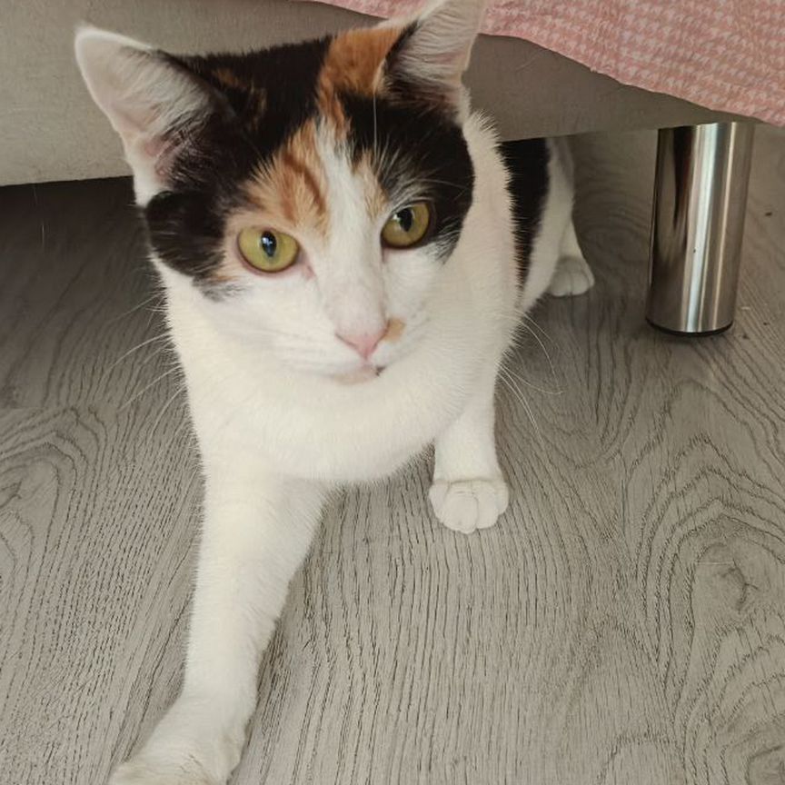Кошка
