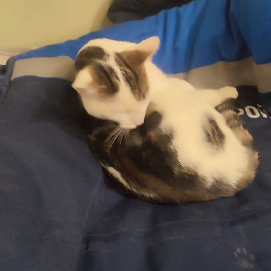 Ласковая кошечка с бетонного завода