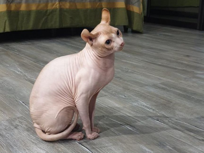 Отдам кота в добрые руки