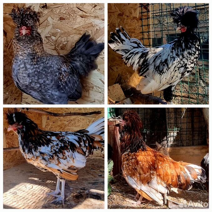 Петухи породы Падуан