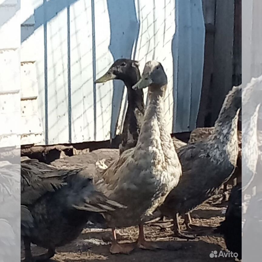 Бегунок. Селезень