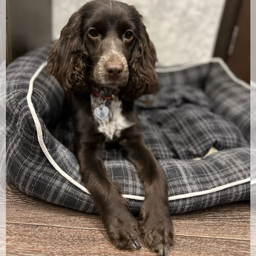 Русский охотничий спаниель, щенок