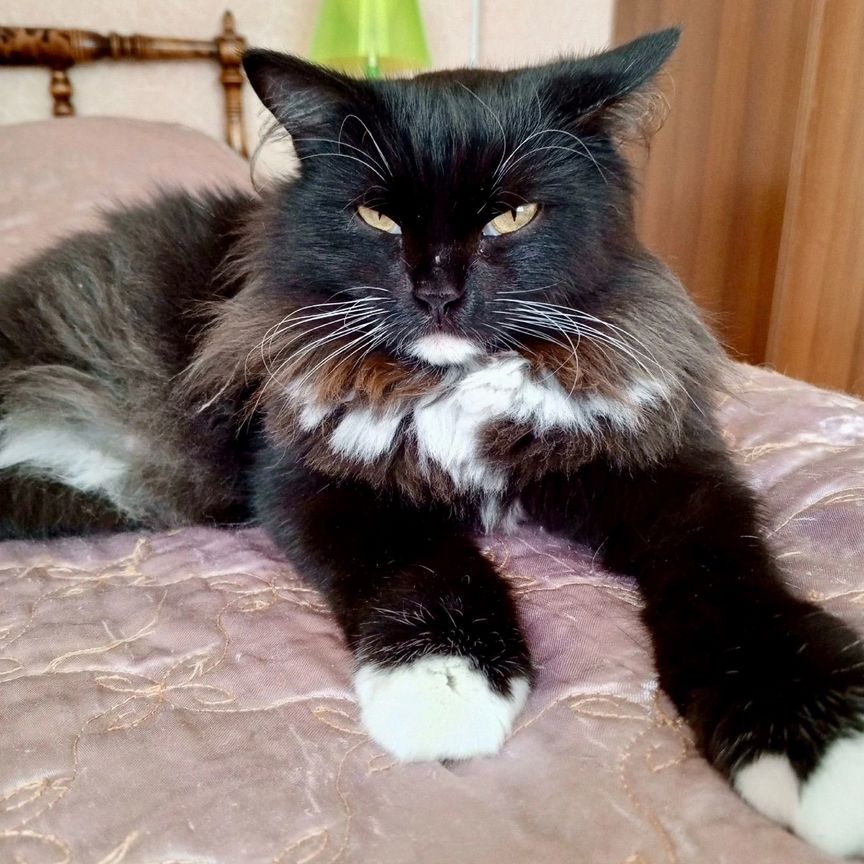 Возьмите бедолагу из приюта