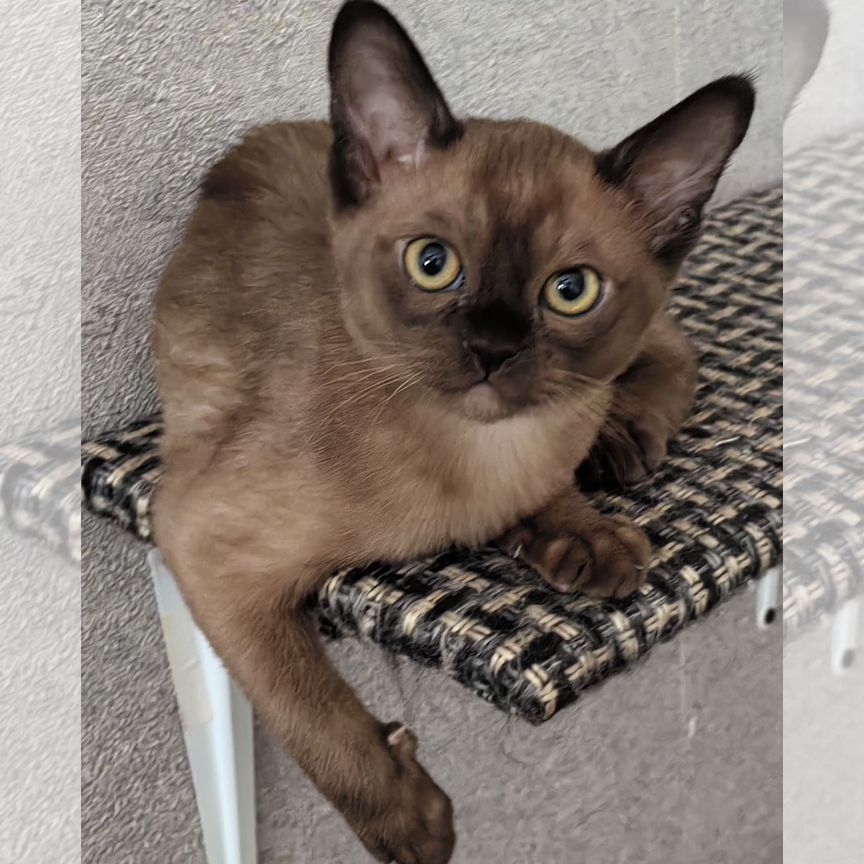 Европейский бурманский котёнок